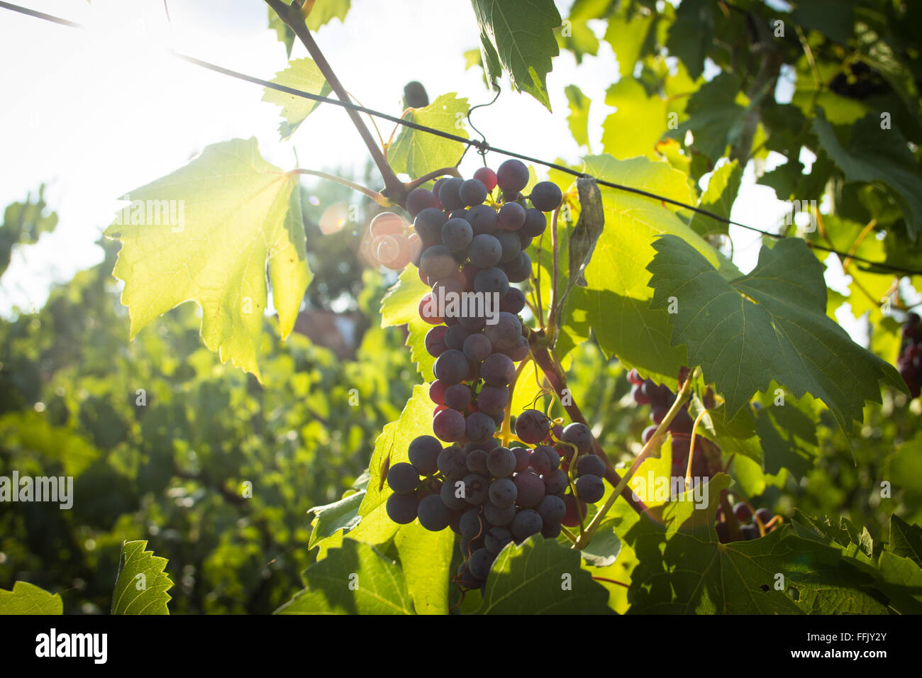 Red ripe grapes hanging from a branch Stock Photo - Alamy