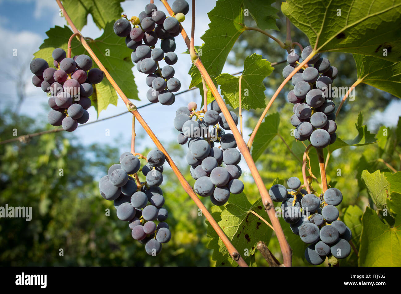 Red ripe grapes hanging from a branch in vineyard Stock Photo - Alamy