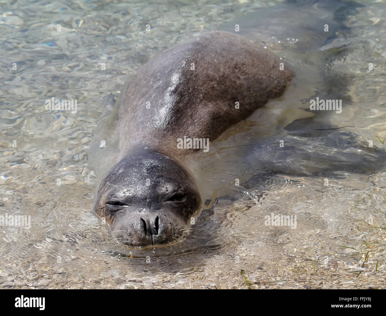 Mediterranean monk seal relax on sea shallows Stock Photo - Alamy