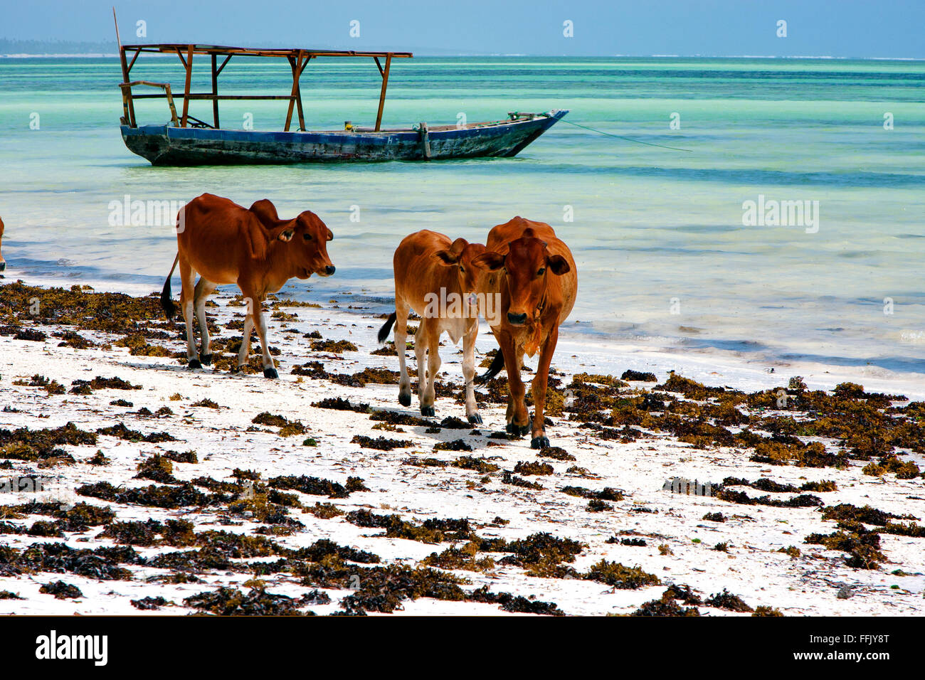 africa cow coastline boat pirague in the blue lagoon relax of zanzibar ...