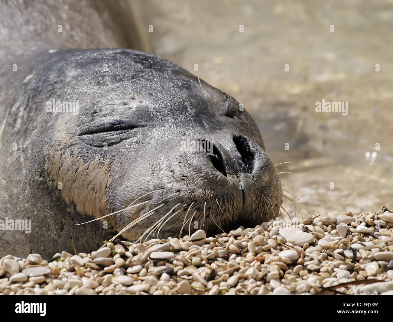 Mediterranean monk seal hi-res stock photography and images - Alamy