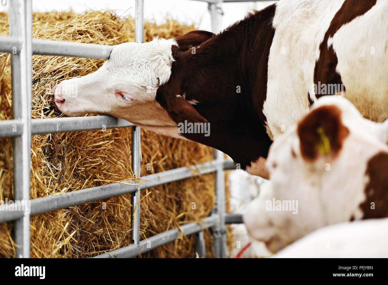 Domestic cow grazing from a hay pile inside a cow farm Stock Photo - Alamy
