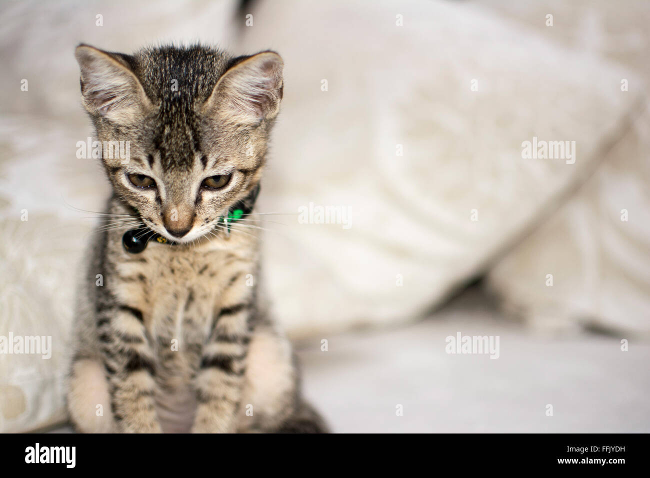 Sad looking kitten Stock Photo - Alamy