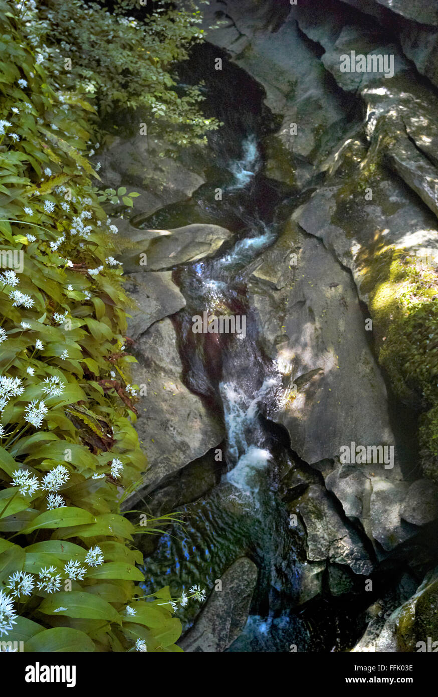 How Stean Gorge, Nidderdale, Yorkshire Stock Photo - Alamy