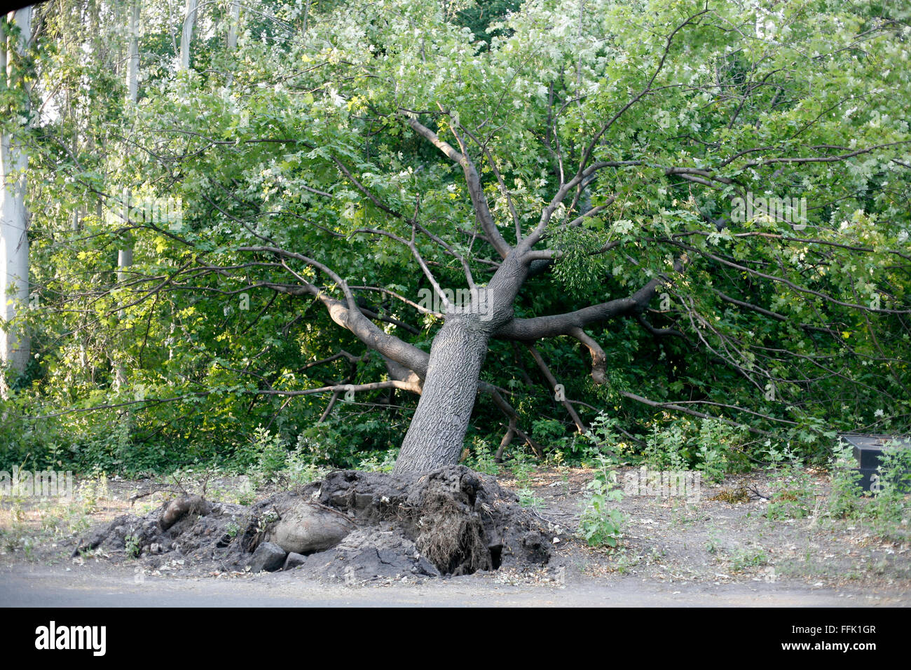 Tree Uproot In Storm High Resolution Stock Photography and Images - Alamy