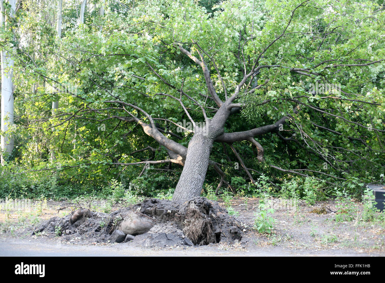 Uprooted fallen tree after storm in the city park damaged by big wind ...