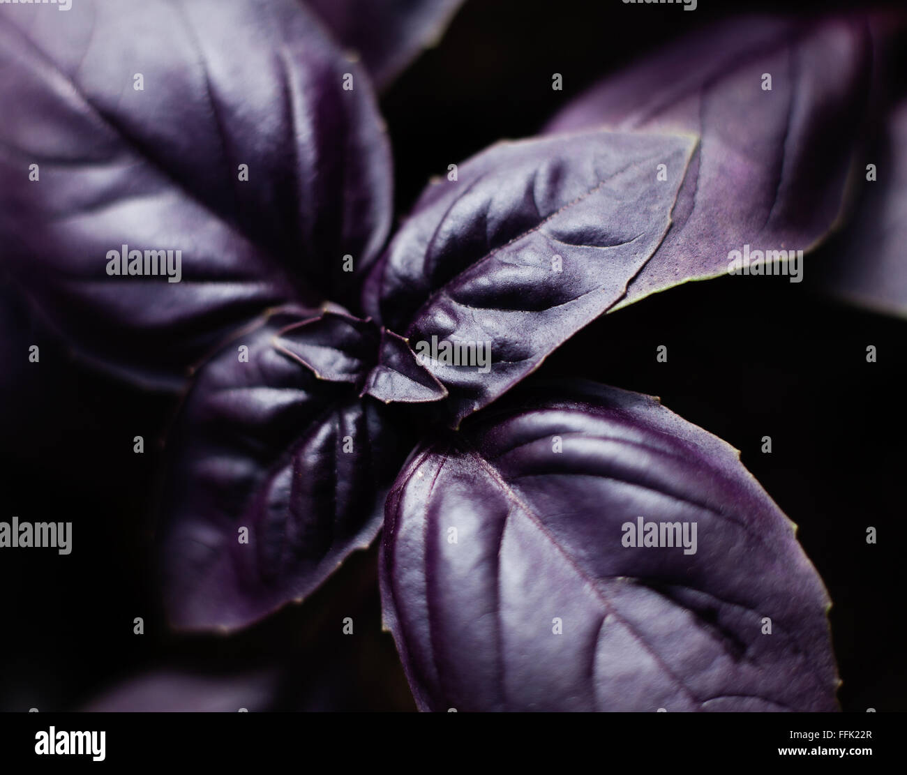 Close up of a purple basil plant Stock Photo - Alamy