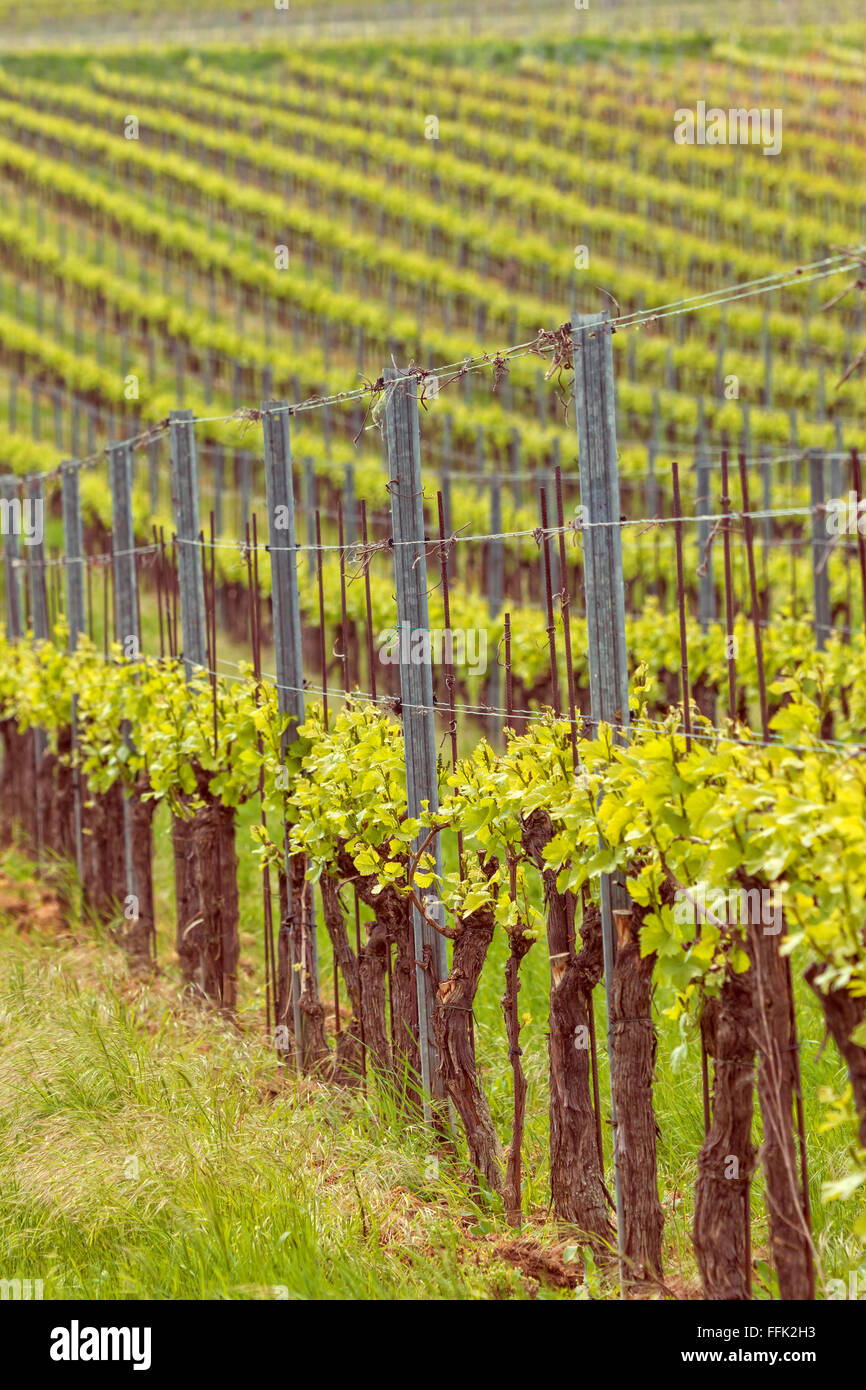 Beautiful rows of grapes in spring Stock Photo - Alamy