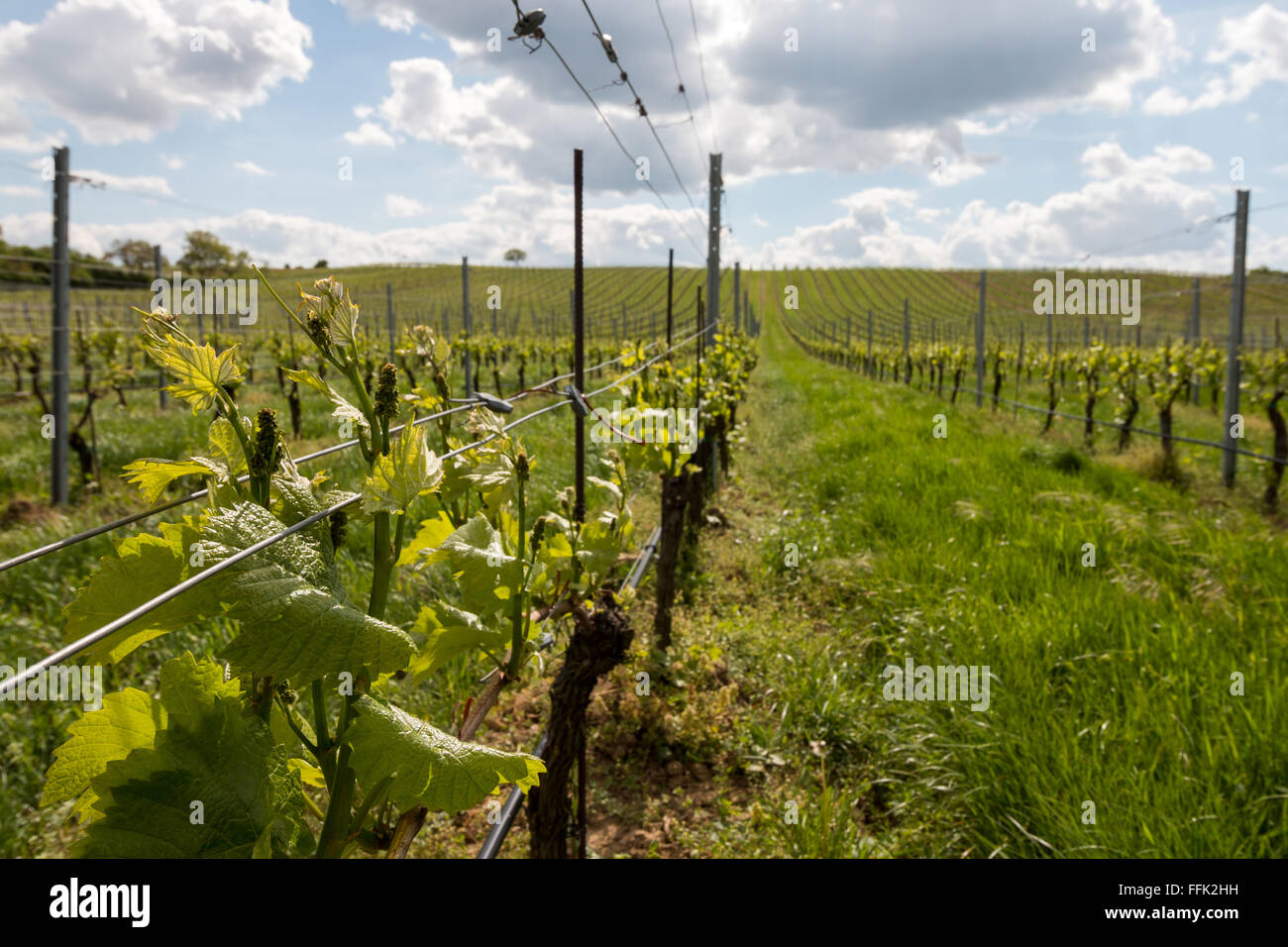 Beautiful rows of grapes in spring Stock Photo - Alamy