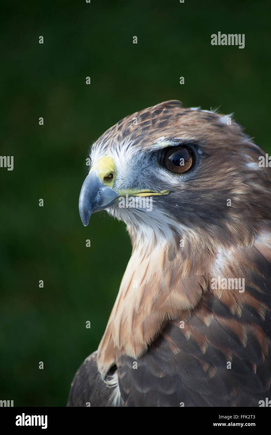 Eagle in profile hi-res stock photography and images - Alamy