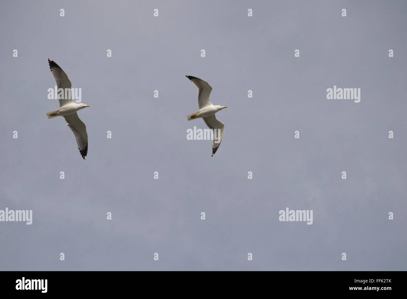 Two seagulls in flight Stock Photo - Alamy