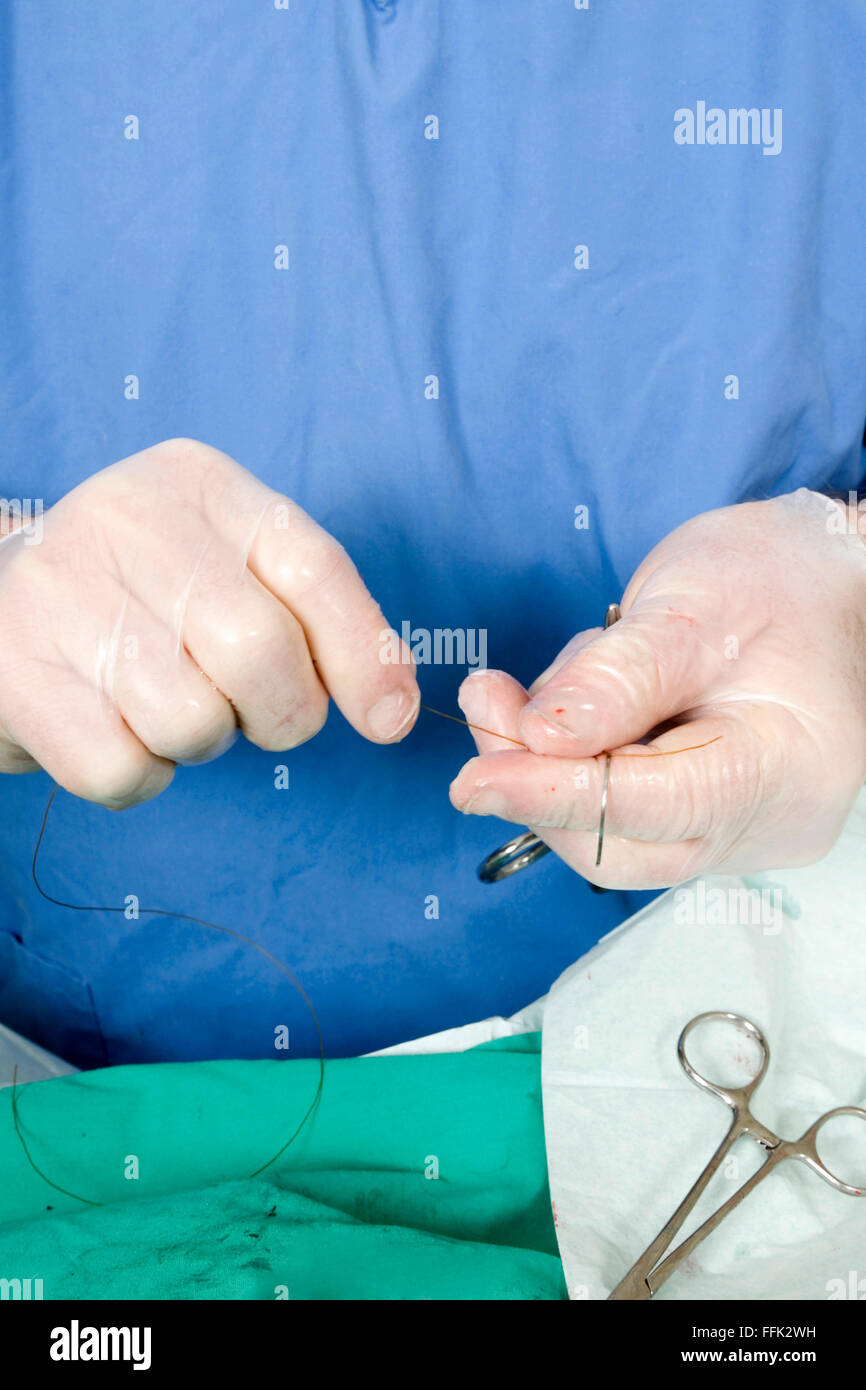 Vet threading thread into needle for operation Stock Photo - Alamy