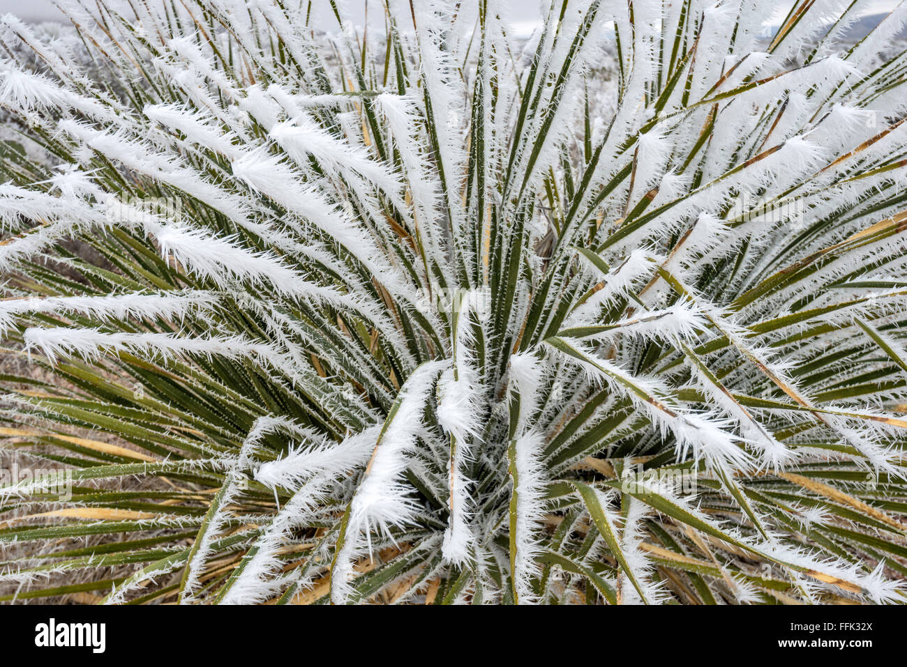 Chihuahuan desert plants hi-res stock photography and images - Alamy