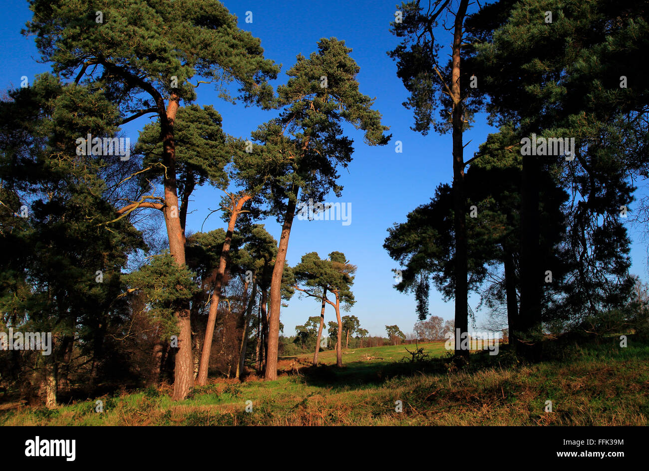 Scots pine trees Pinus sylvestris against blue sky on on heathland ...