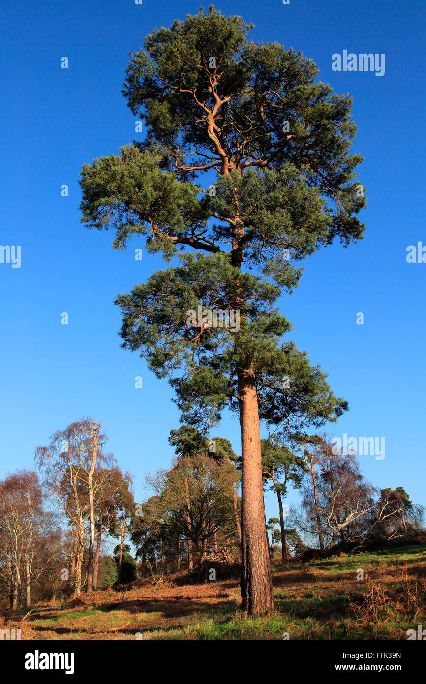 Scots pine trees Pinus sylvestris against blue sky on on heathland ...