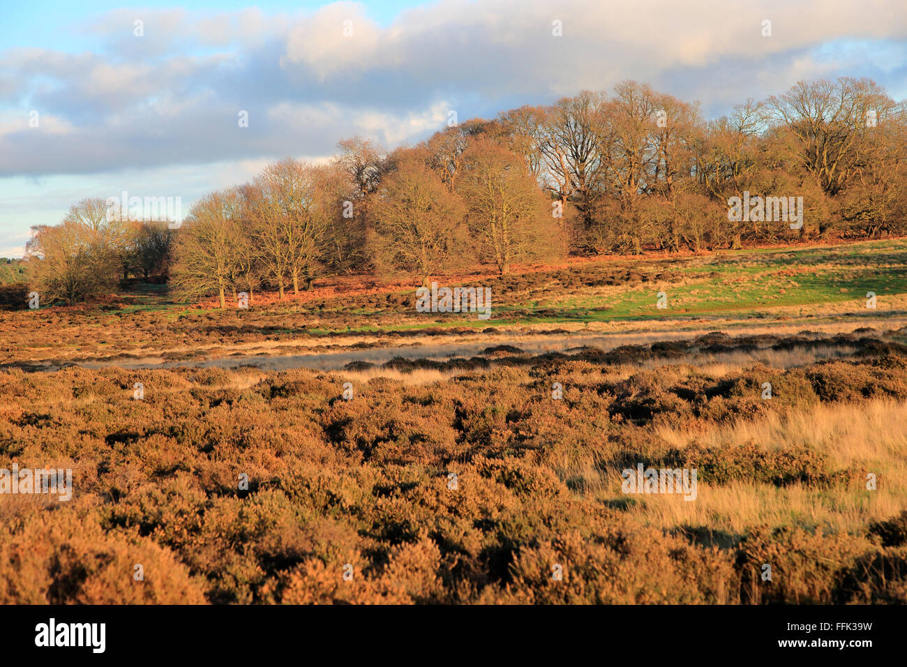 Sutton heath suffolk hi-res stock photography and images - Alamy