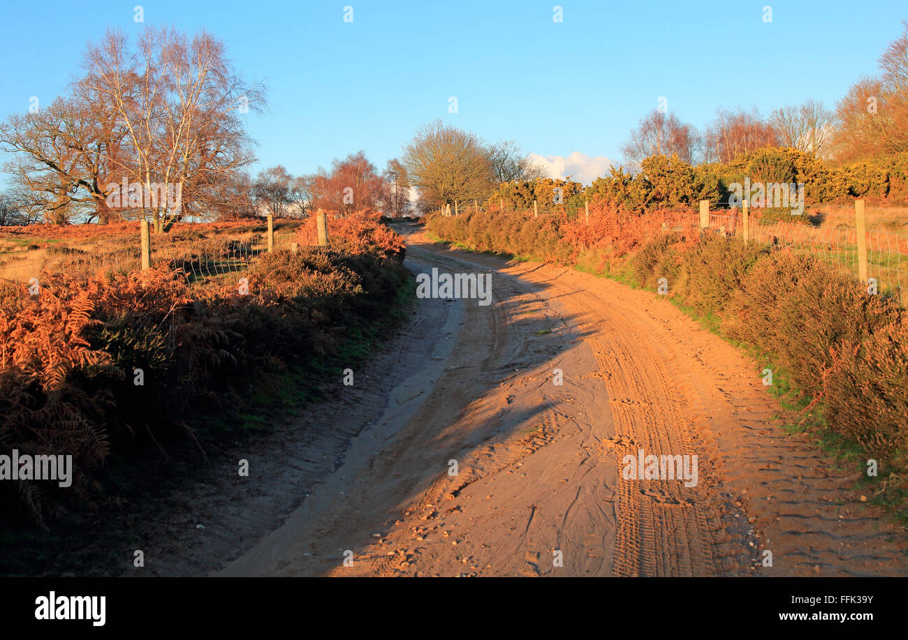 Winter landscape sandy track through heathland, Sutton Heath, Suffolk ...