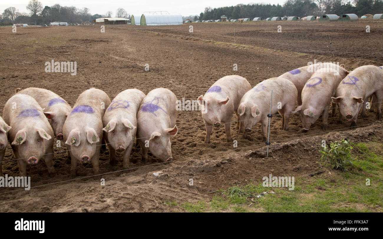 Free range pig farming pork production Shottisham, Suffolk, England, UK ...