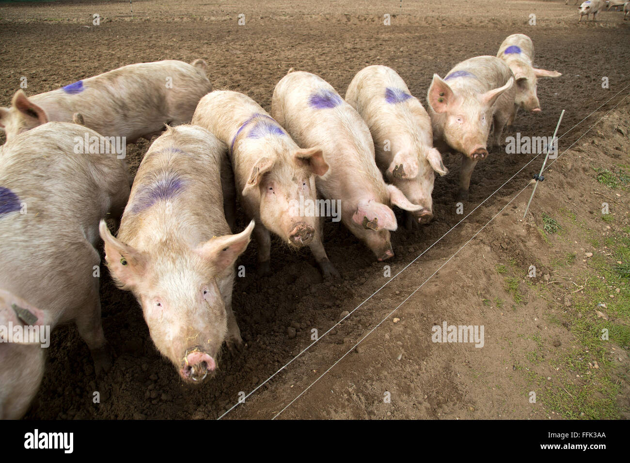 Pig farming production hi-res stock photography and images - Alamy