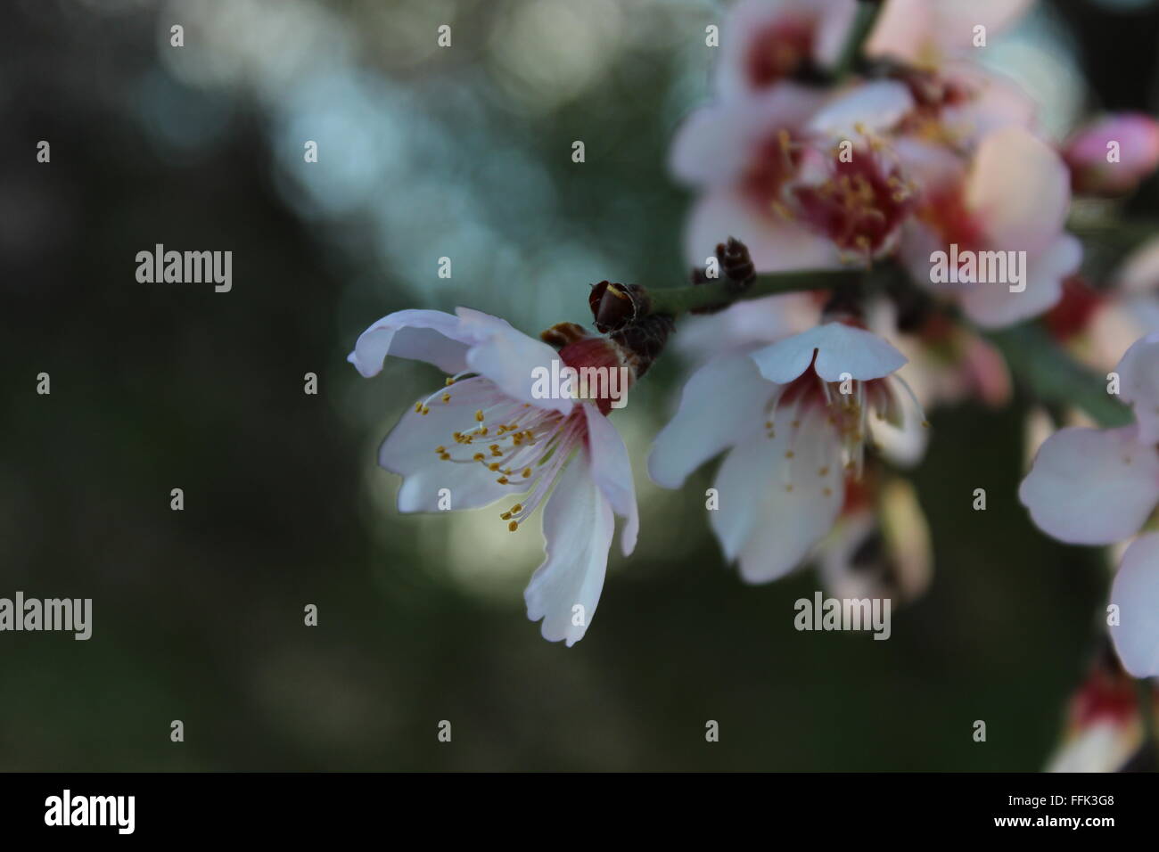 Almond flower hi-res stock photography and images - Alamy