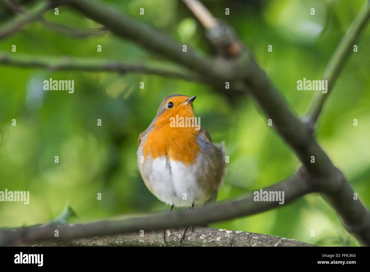 A Robin at chester zoo Stock Photo - Alamy