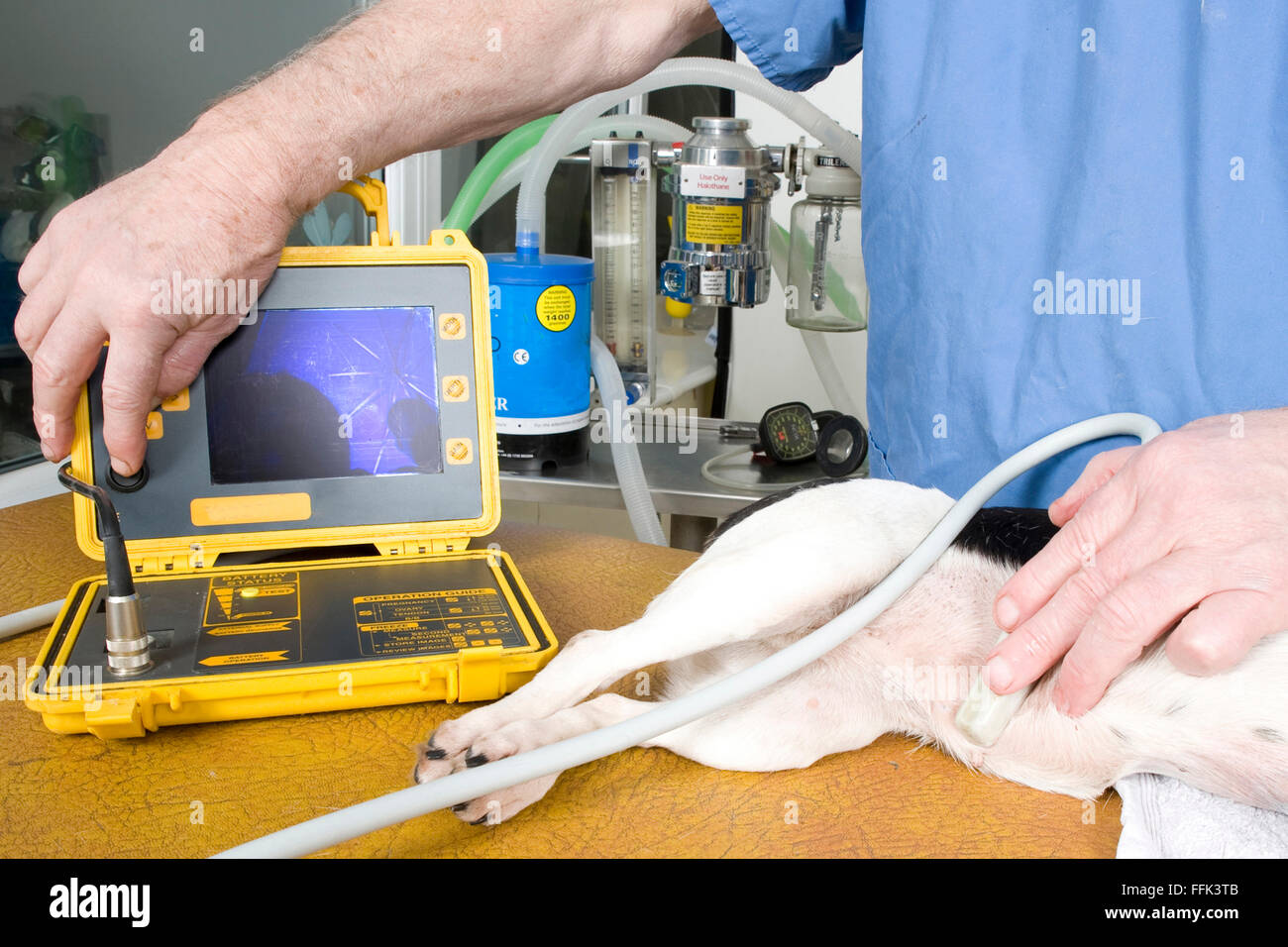 Vet with equipment scanning belly of dog Stock Photo - Alamy