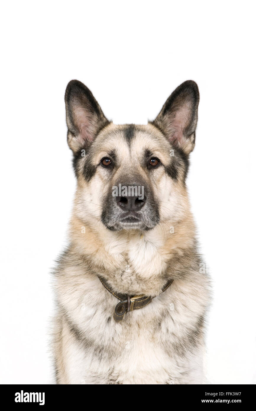 Wolf dog hi-res stock photography and images - Alamy