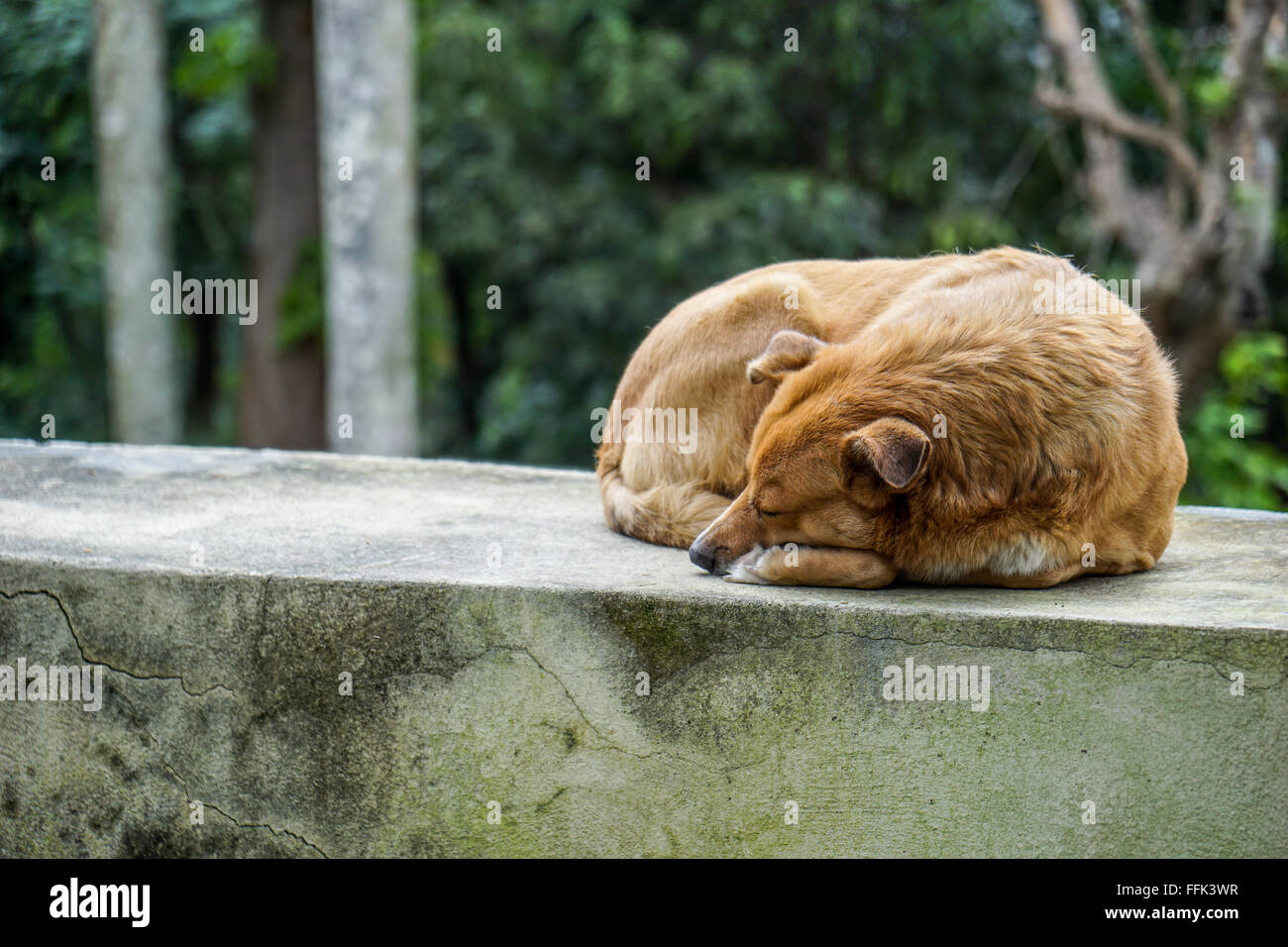 Sleeping beagle dog hi-res stock photography and images - Alamy