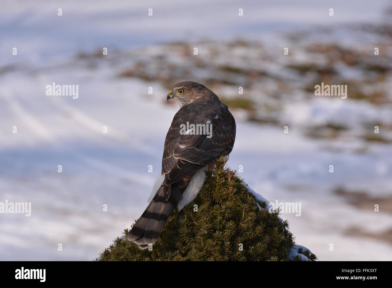 Hawk on a spruce tree Stock Photo - Alamy