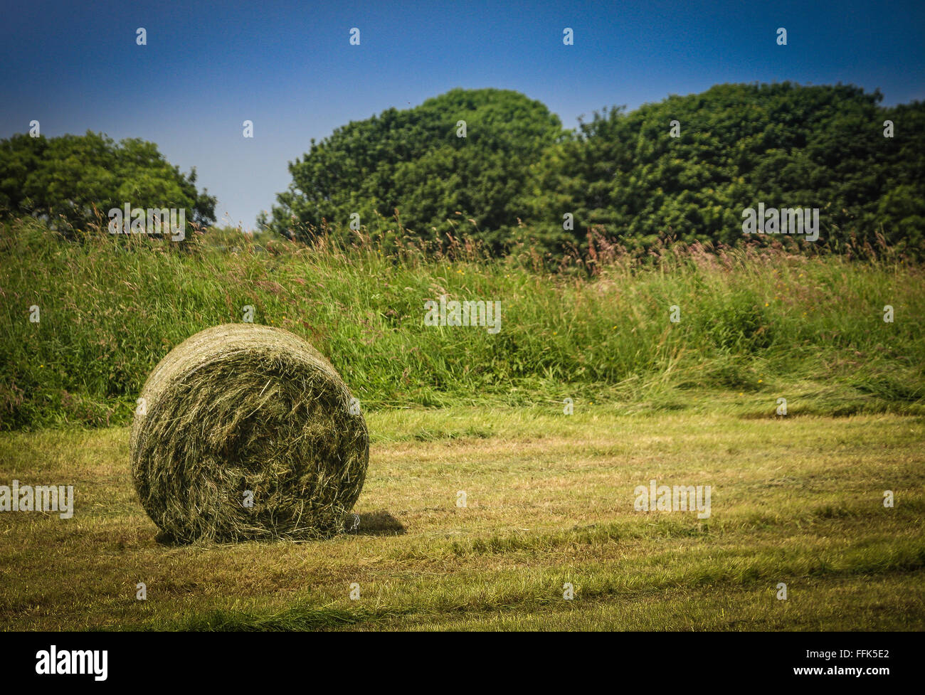 Fresh grass alfalfa hay hi-res stock photography and images - Alamy