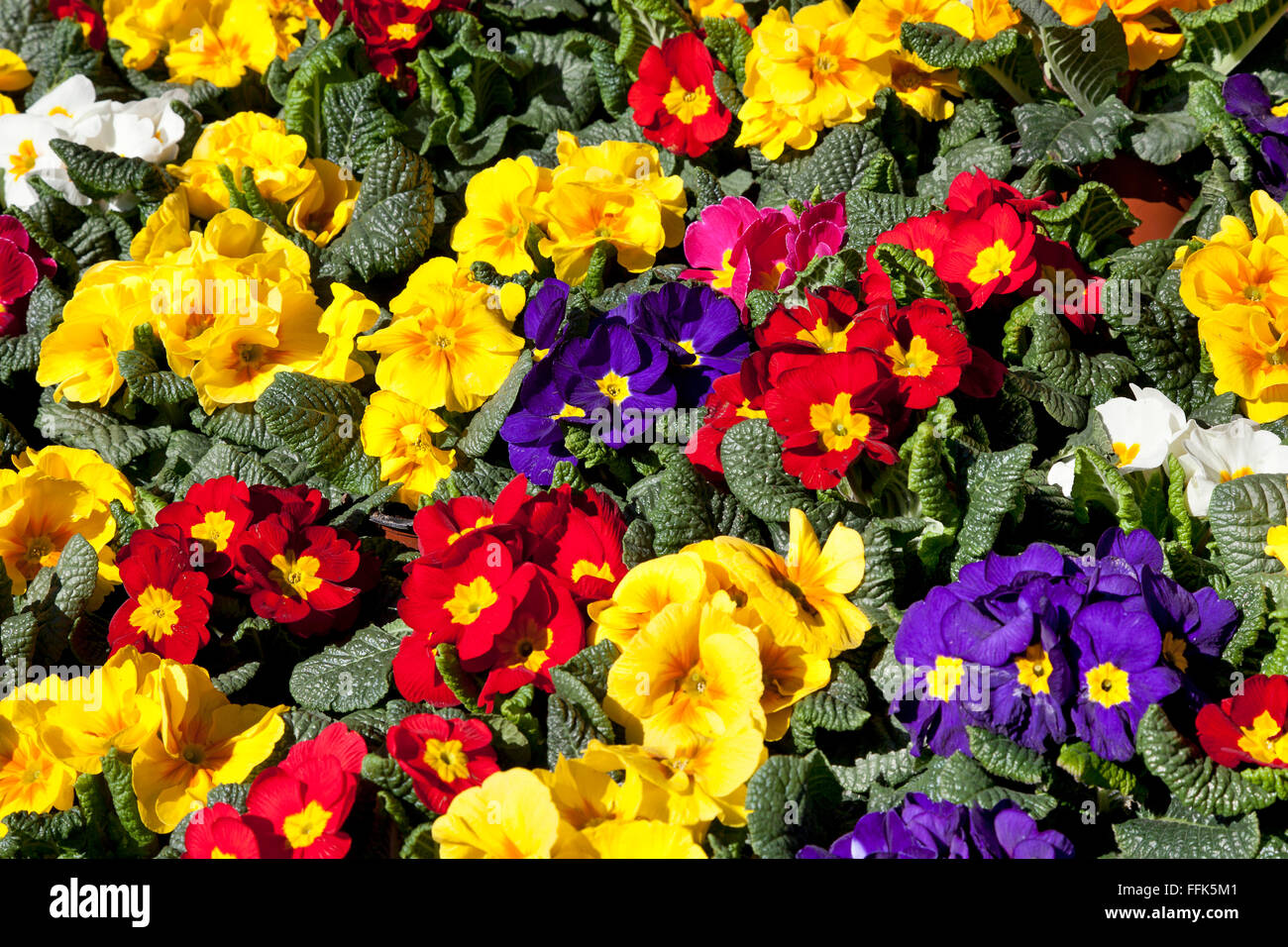 Primula plants hi-res stock photography and images - Alamy