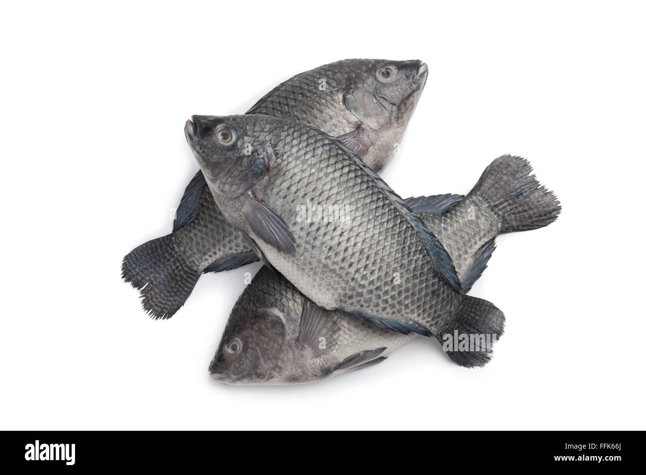 Tilapia fish hi-res stock photography and images - Alamy