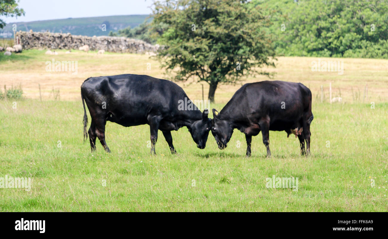 Yorkshire cows milk hi-res stock photography and images - Alamy