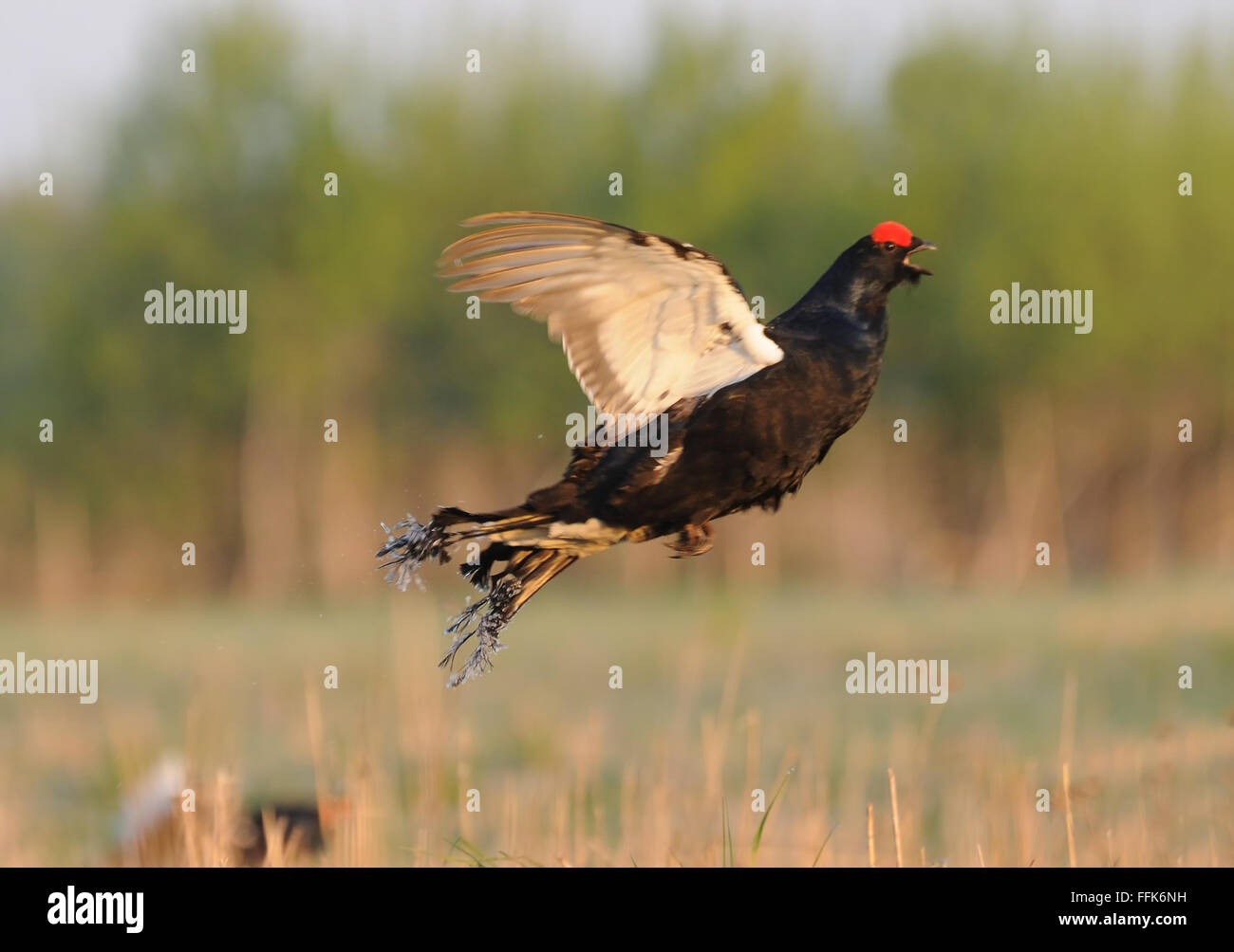 Jumping male Black grouse (Tetrao tetrix) with frozen tail at mating ...