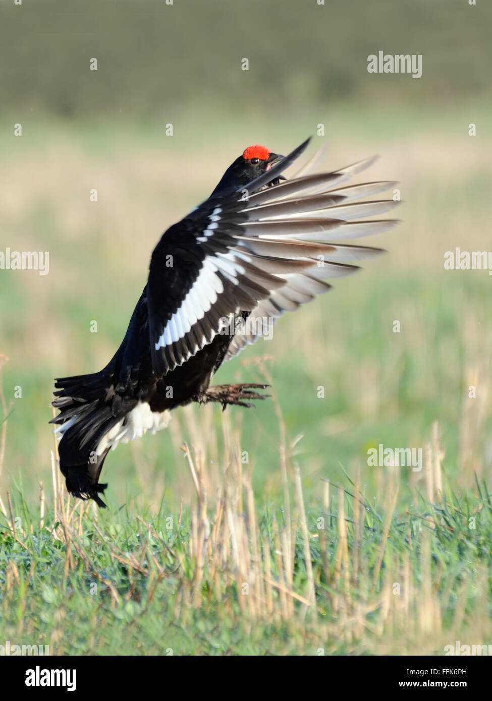 Courtship display of male Black grouse (Tetrao tetrix) early in the ...
