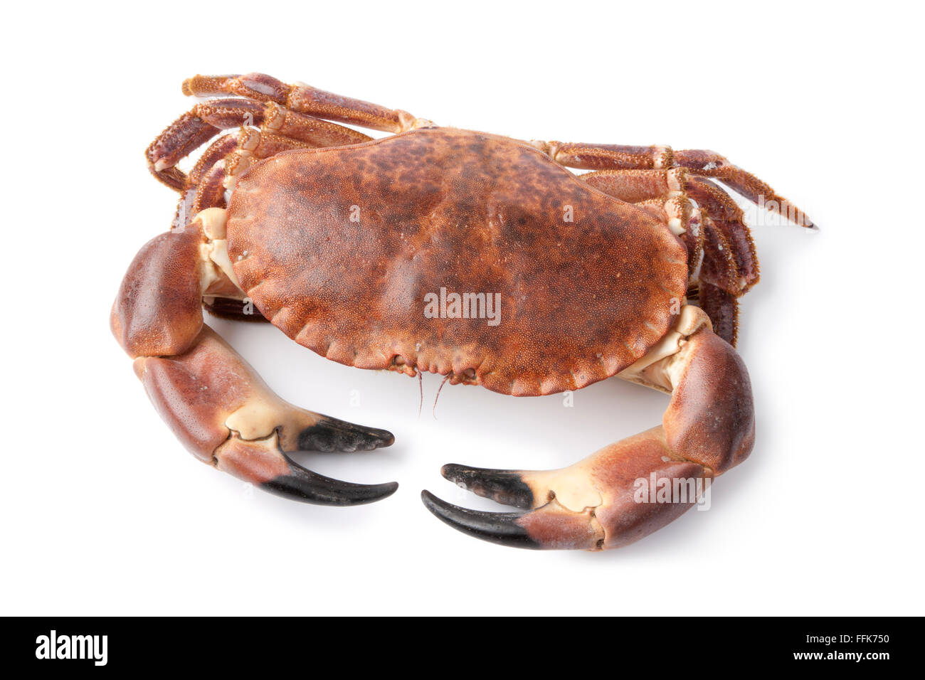 Fresh raw edible sea crab isolated on white background Stock Photo - Alamy