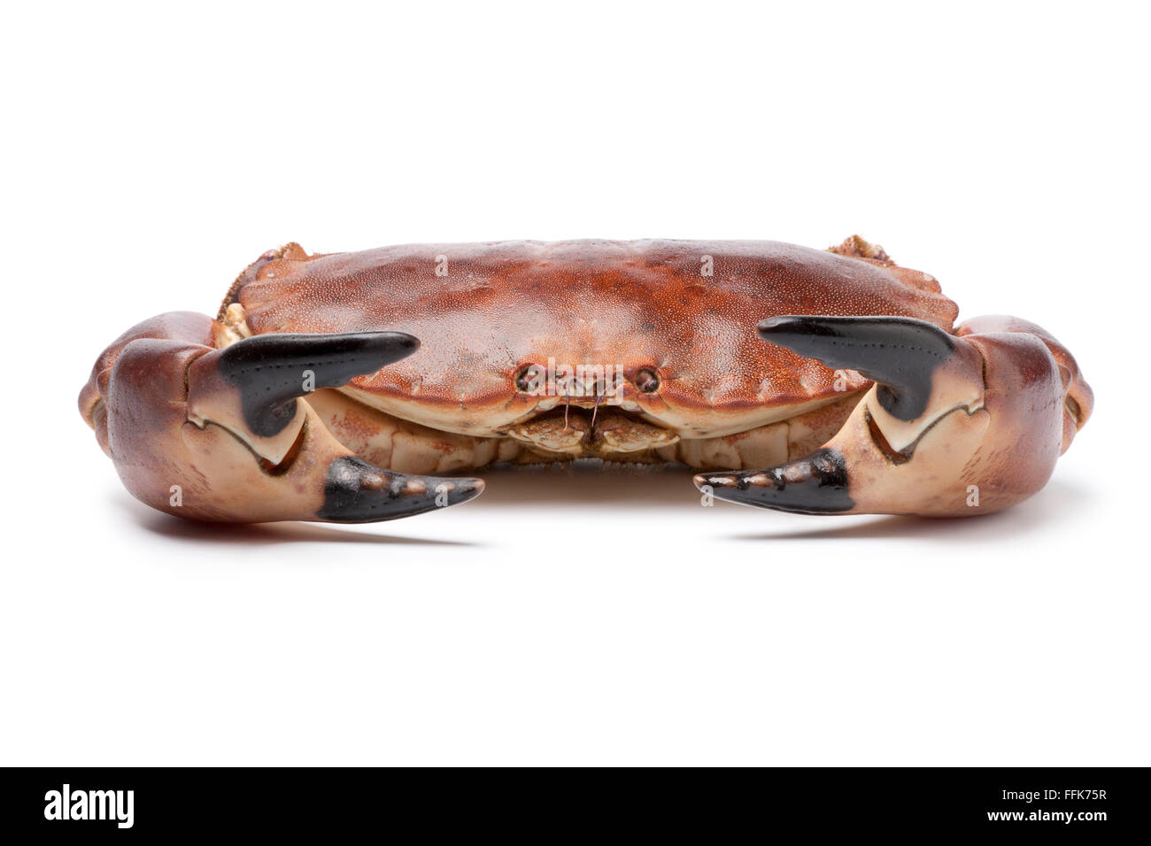 Blue Crab Internal Anatomy