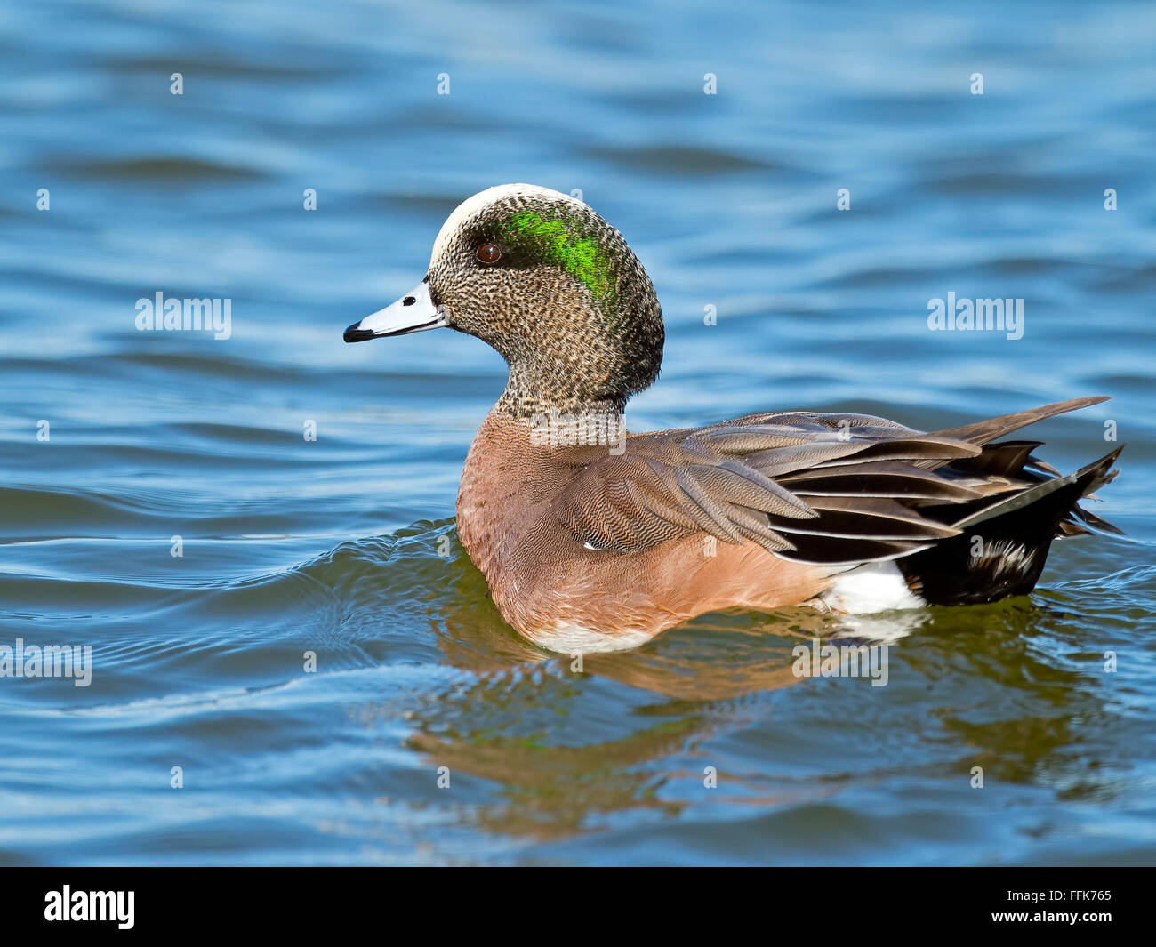 Male American Wigeon Stock Photo - Alamy