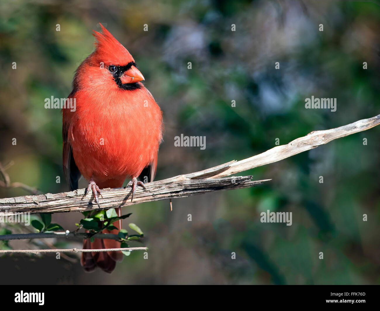 Male Northern Cardinal Stock Photo - Alamy