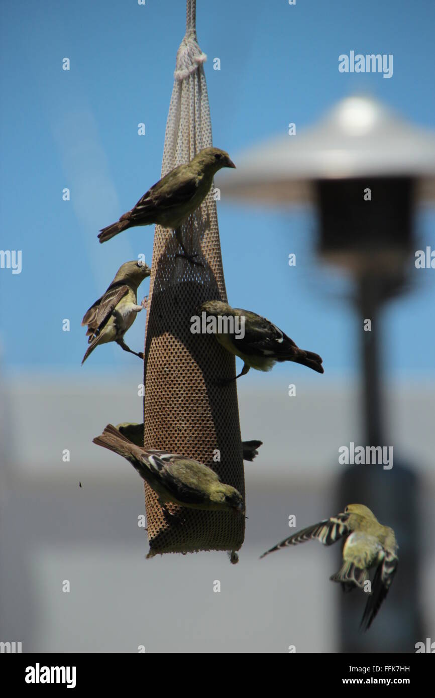Finches and feeding hi-res stock photography and images - Alamy