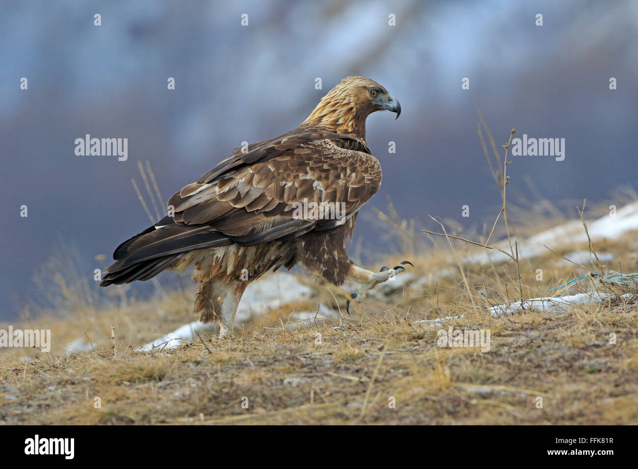 Golden Eagle running across the ground in Bulgaria Stock Photo - Alamy