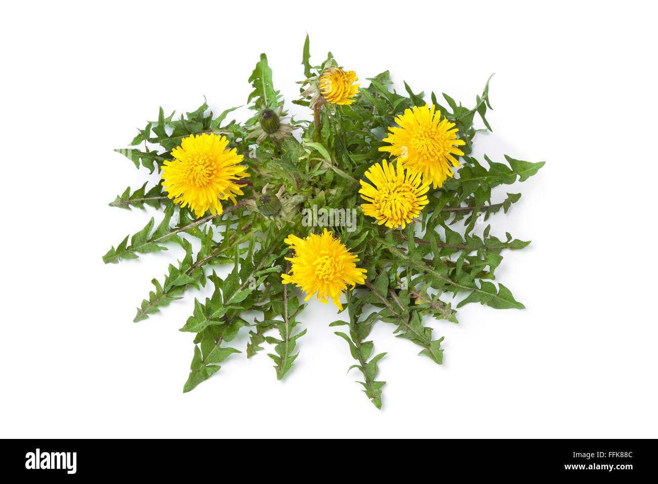 Flowering Dandelion on white background Stock Photo - Alamy