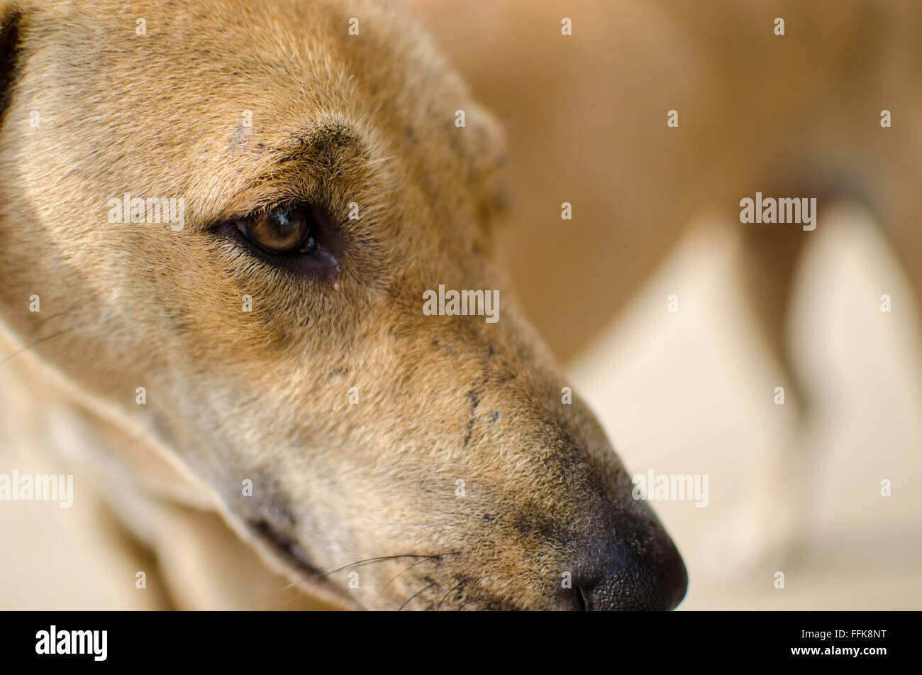 Portrait of a dog in Bagan Stock Photo - Alamy