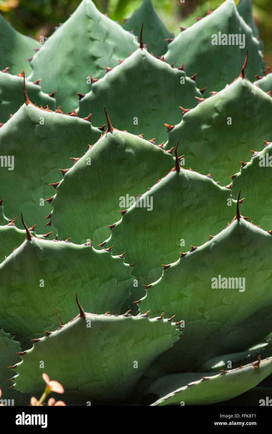Agave, macro, closeup Stock Photo - Alamy