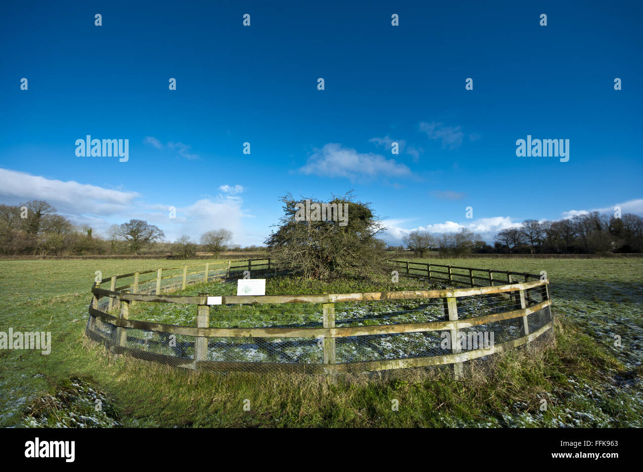 Old thorn tree hi-res stock photography and images - Alamy