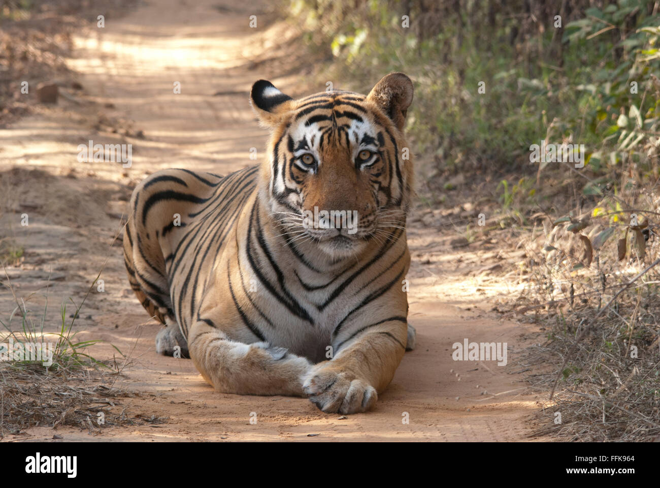 Ranthambore national park tiger hi-res stock photography and images - Alamy
