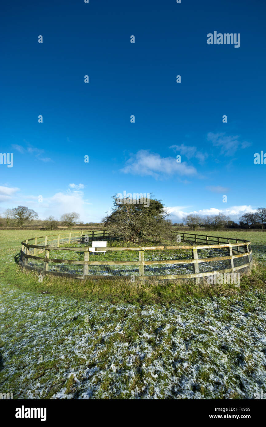 Hethel Old Thorn ancient tree Stock Photo - Alamy