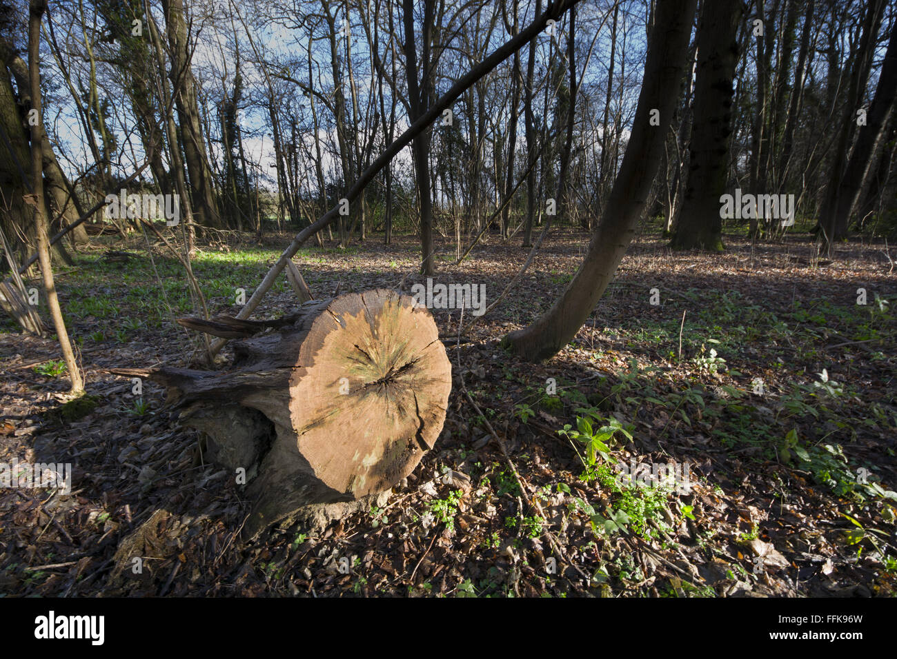 Wood woodland forest hi-res stock photography and images - Alamy