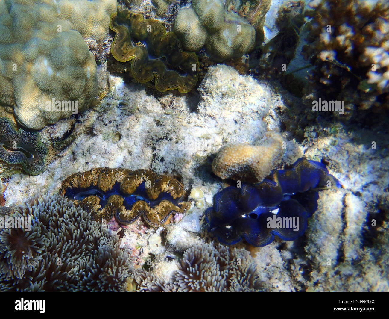 Maxima clam giant tridacna hi-res stock photography and images - Alamy
