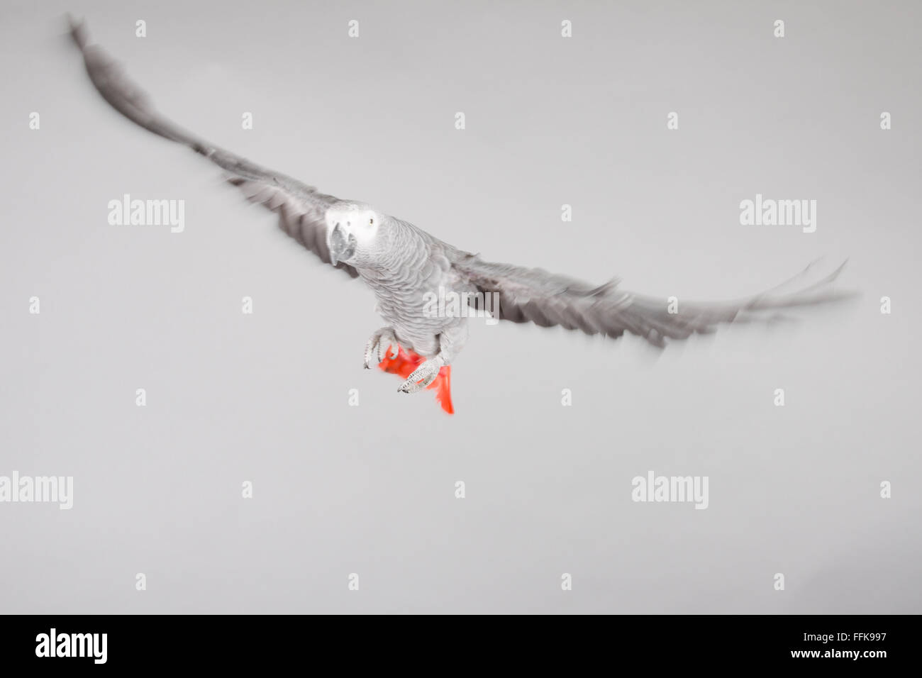 African grey parrot flying hi-res stock photography and images - Alamy